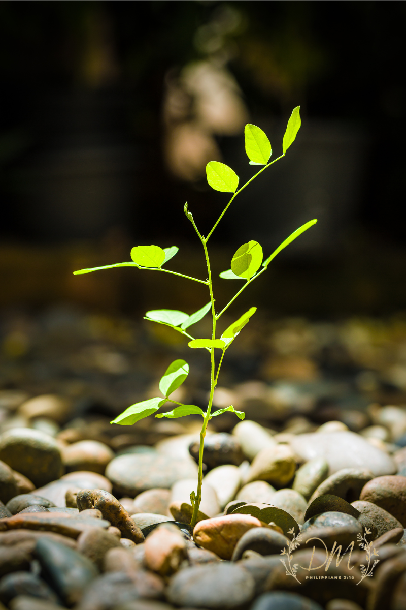 Soul Prospers – Desiring for More